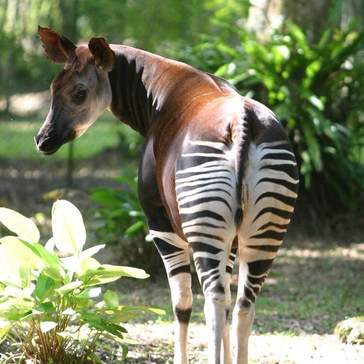 Okapi: 10 Key Things You Must Know